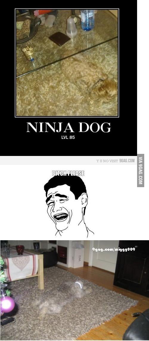 Ninja Dog - 9GAG
