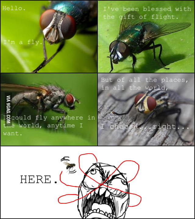 Stupid flies.. - 9GAG