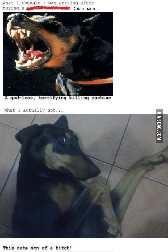 My Dog [ Fixed[Fixed ] ] - 9GAG