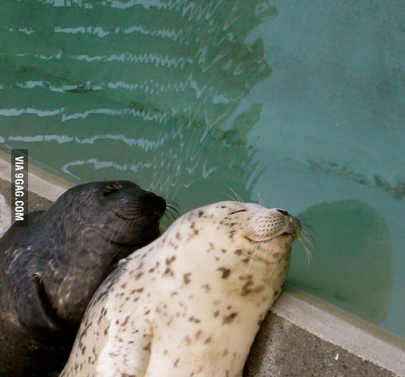 Happy Seal is happy - 9GAG