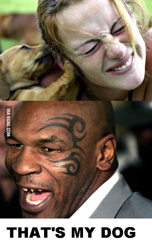 Mike Tyson's dog - 9GAG