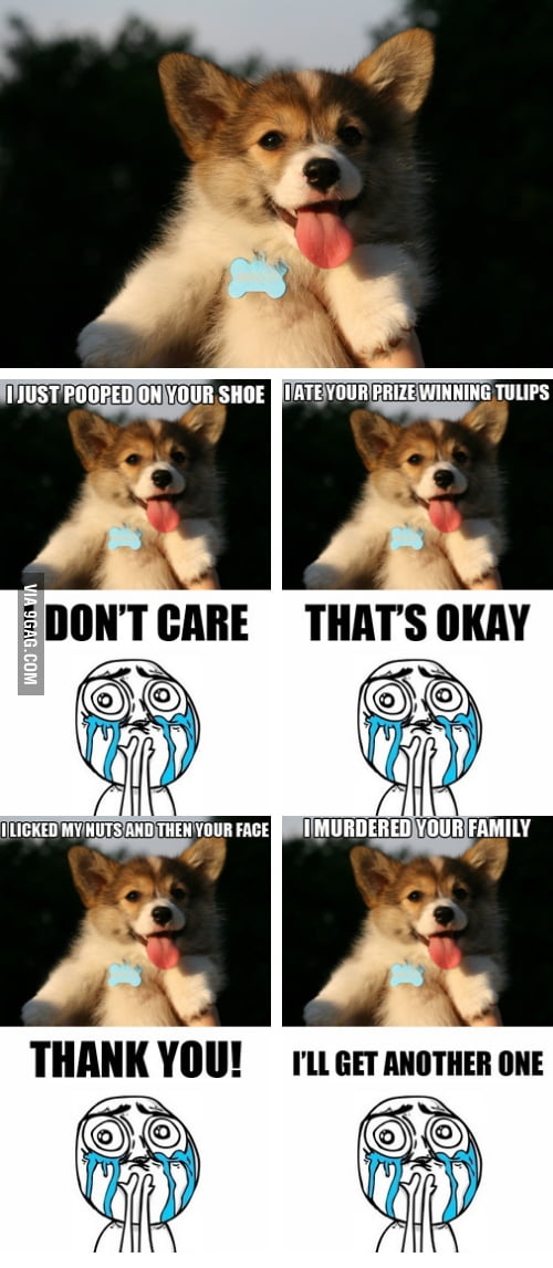 Dogs - 9GAG