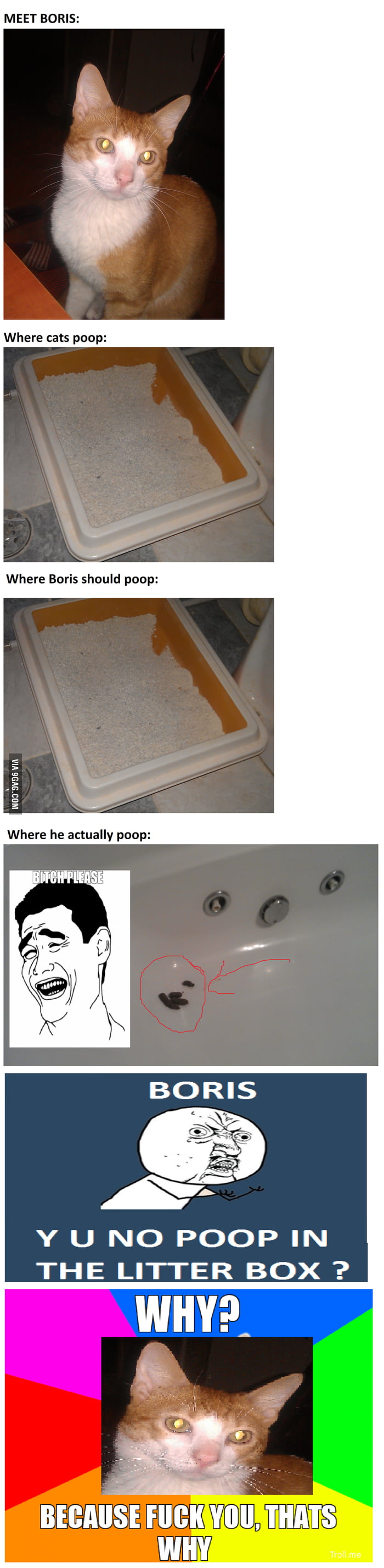 Boris the poop shower cat - 9GAG