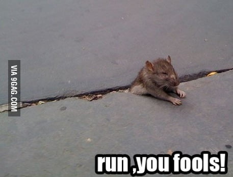 Run, you fools! - 9GAG