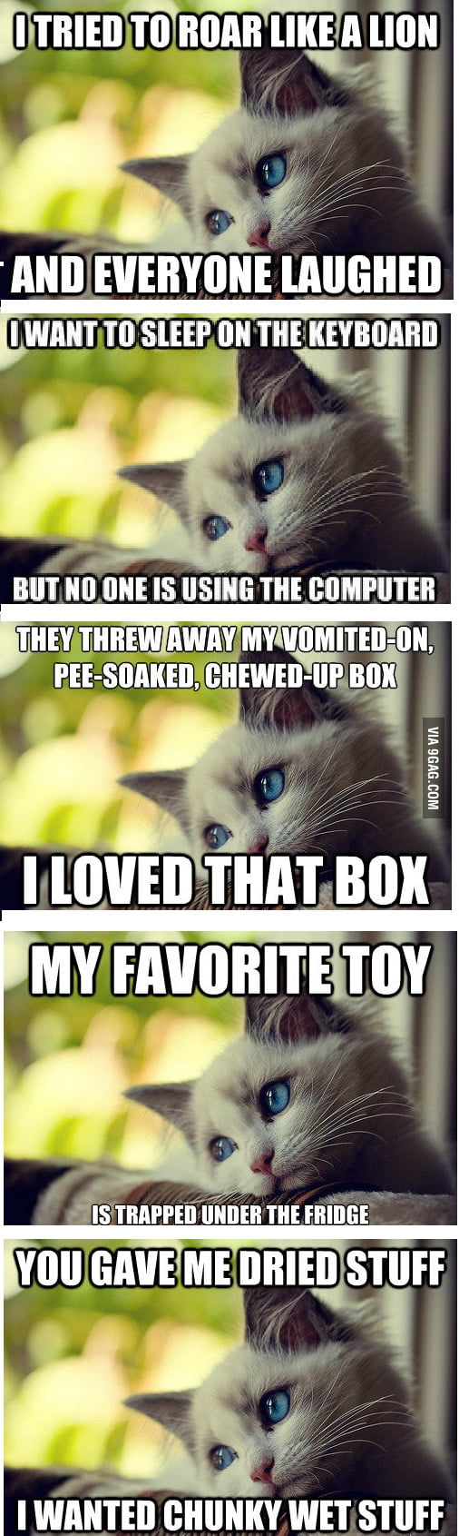 First world cat problems - 9GAG
