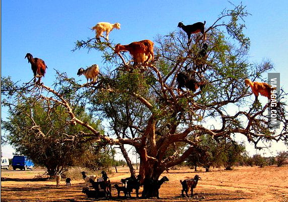 Does anyone know where can I get goat seeds? - 9GAG