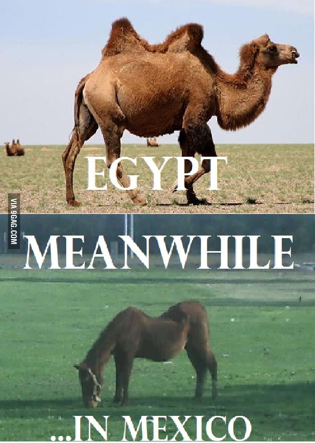 Meanwhile in Mexico - 9GAG