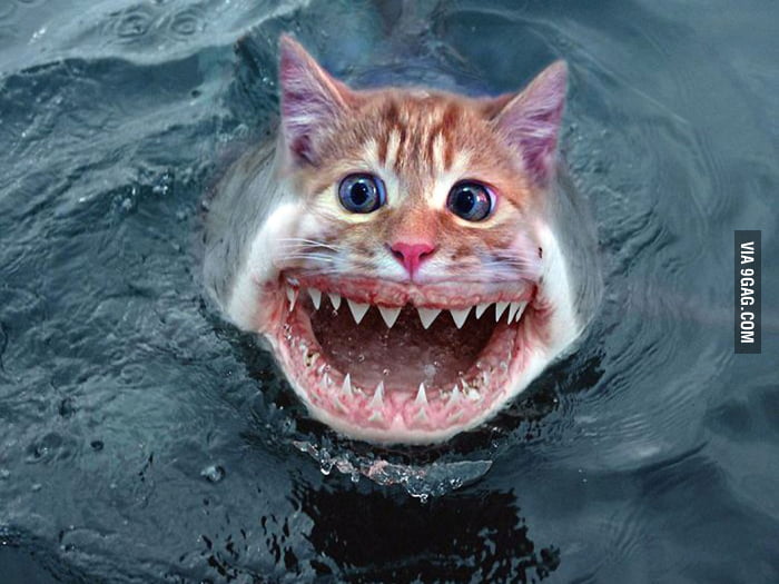 Monster cat - 9GAG