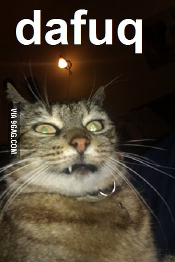 Dafuq cat is dafuq - 9GAG