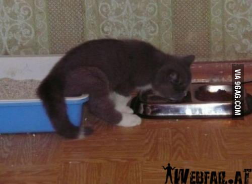 Multi tasking cat - 9GAG