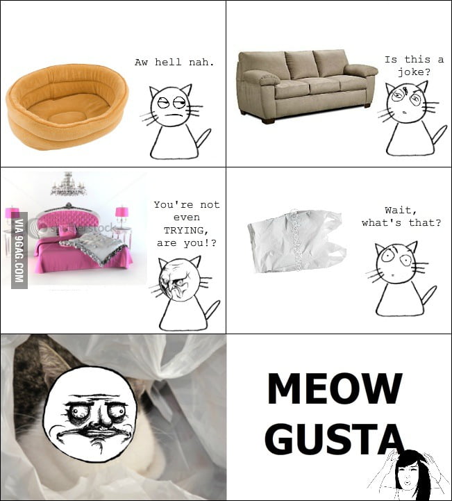 Cat logic... - 9GAG