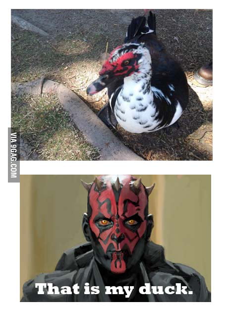 Duck Maul - 9GAG