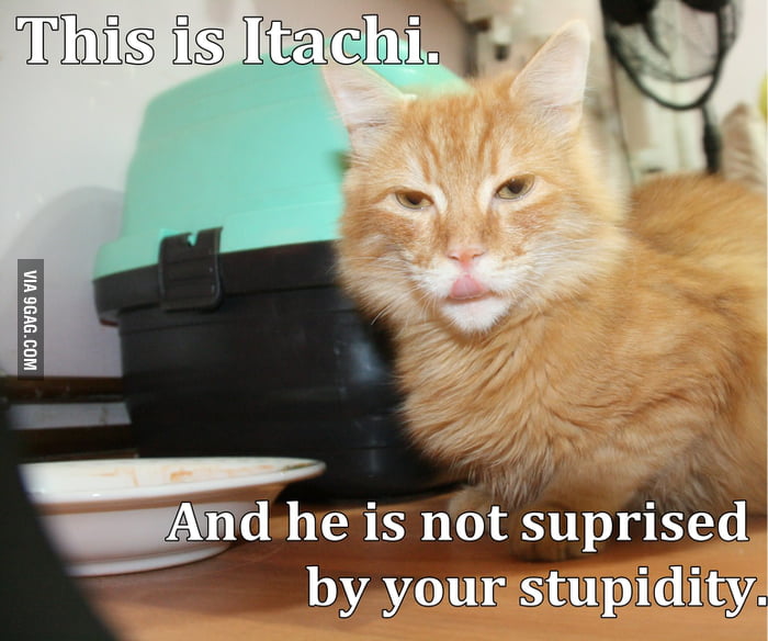 Unimpressed cat is unimpressed. - 9GAG