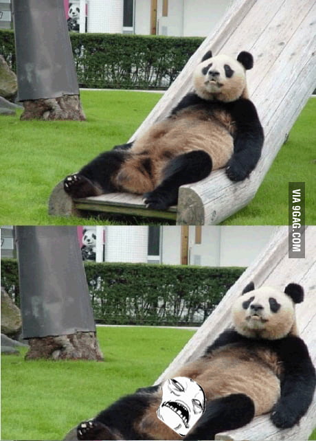 Just a panda ... Wait what? - 9GAG