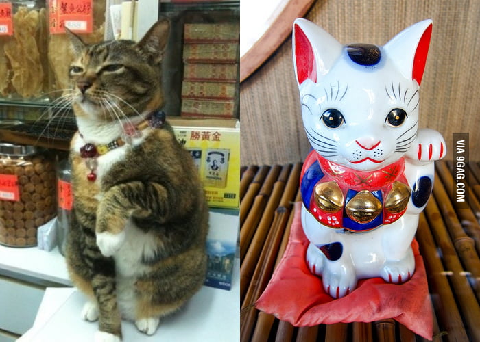 Welcoming Cat in real life - 9GAG