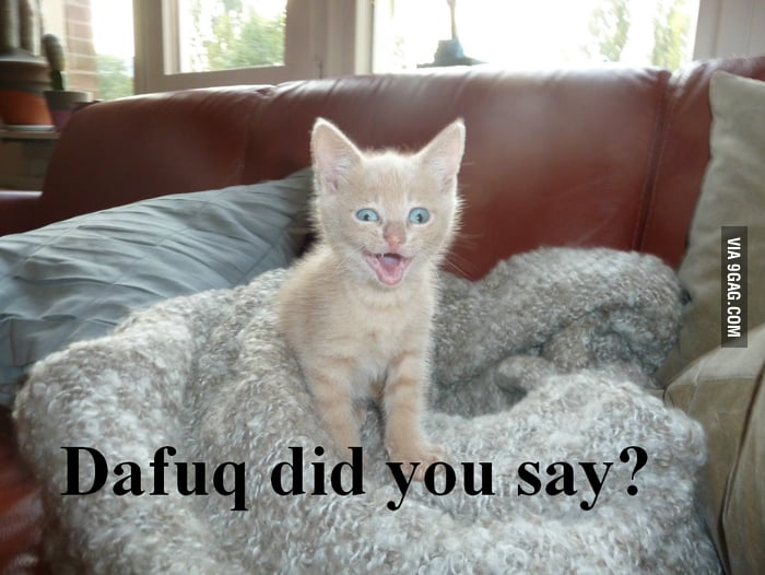 Dafuq cat - 9GAG
