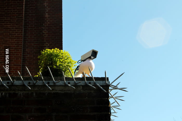 Birds With Surveillance Cameras Heads - 9GAG