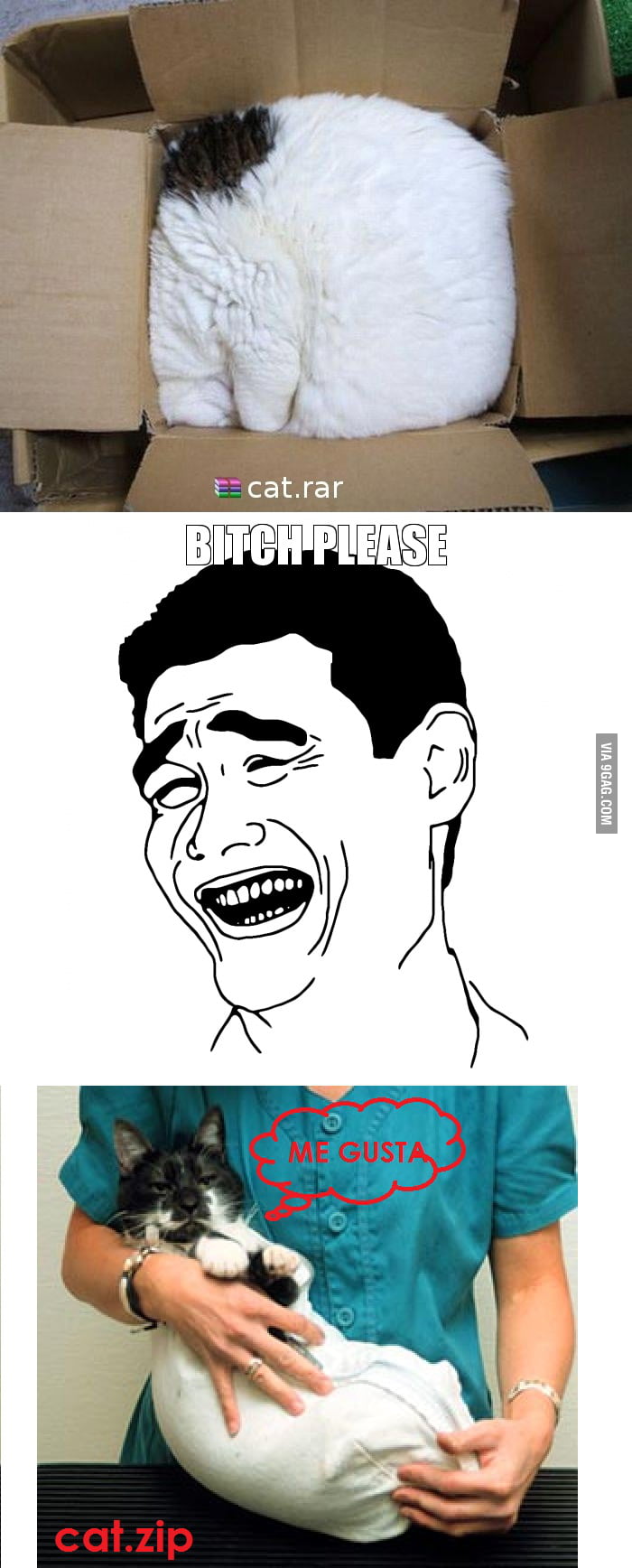 Cat.rar [Fixed] - 9GAG