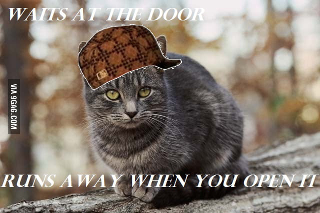 Scumbag Cat - 9GAG