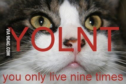 YOLO? Cat Please - 9GAG