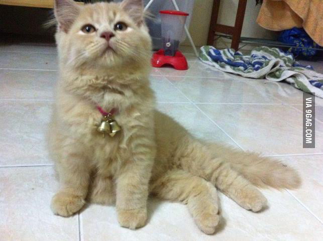 Draw me like one of your french meow - 9GAG