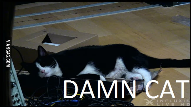 Professor Meowingtons - 9GAG