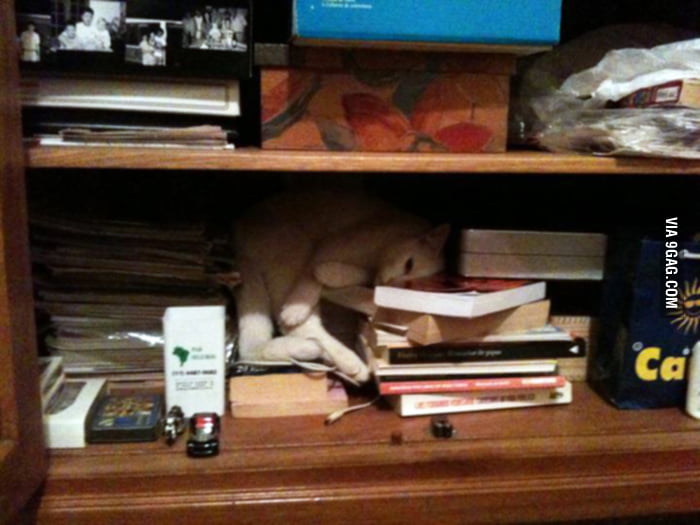 My cat Raj just being a cat.. - 9GAG