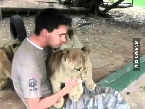 Cute Lion cubs Give Out Hugs - 9GAG