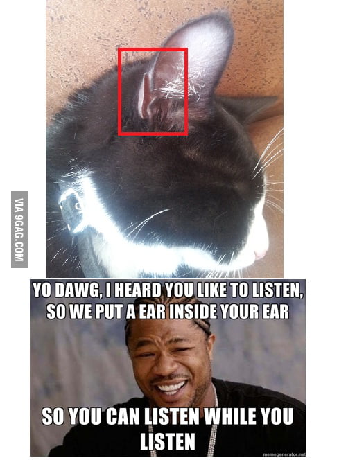 YO CAT, extra ear? - 9GAG