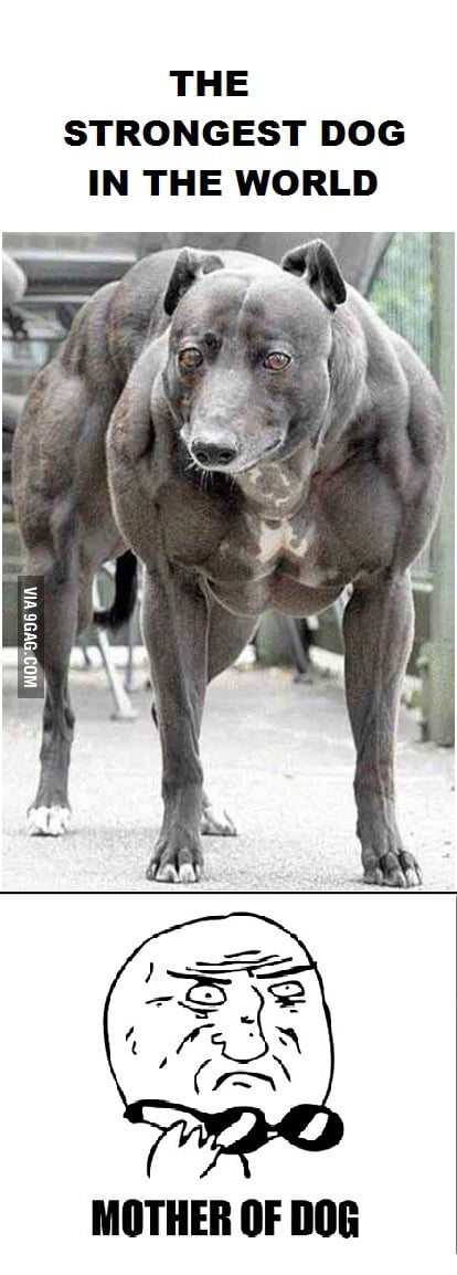 Mother of Dog! - 9GAG