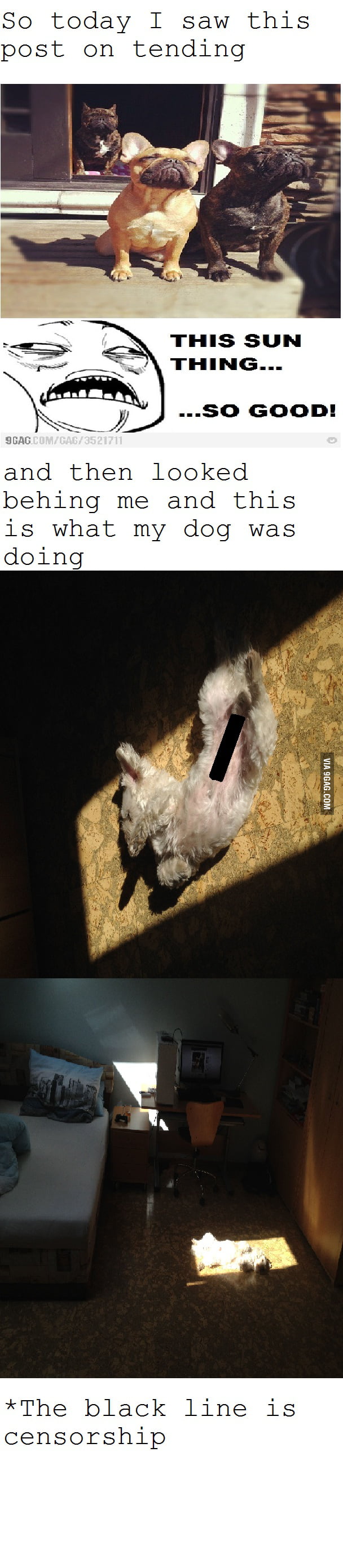 Awesome dog! - 9GAG