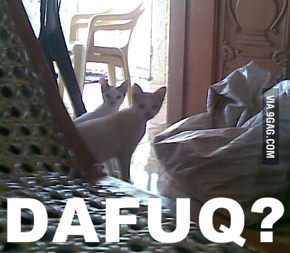 CAT... DAFUQ? - 9GAG
