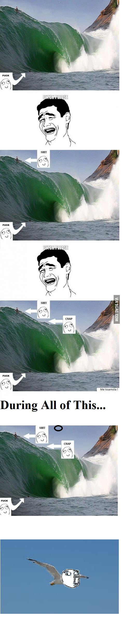 Team Seagull!!!! - 9GAG