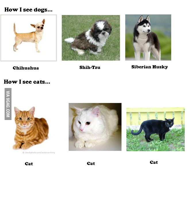 How I see dogs and cats... - 9GAG