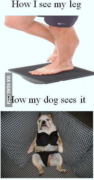 Perv dog ! - 9GAG