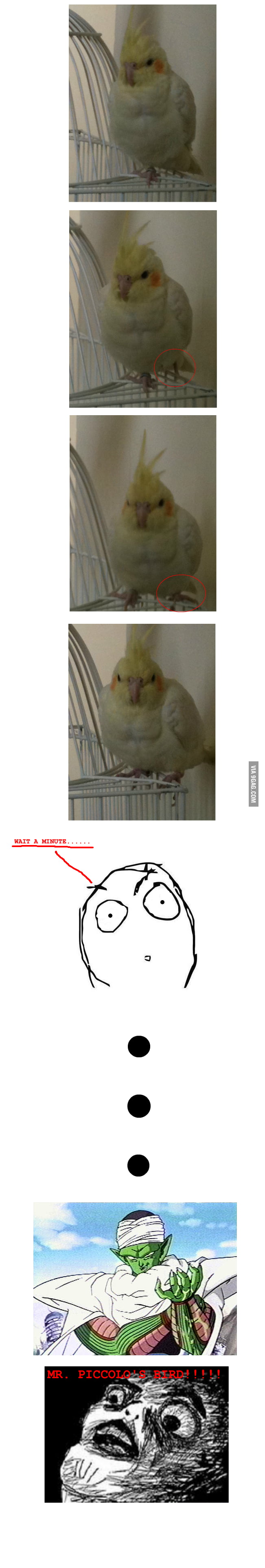 Just a bird with one leg....... wait...... what?!?! - 9GAG