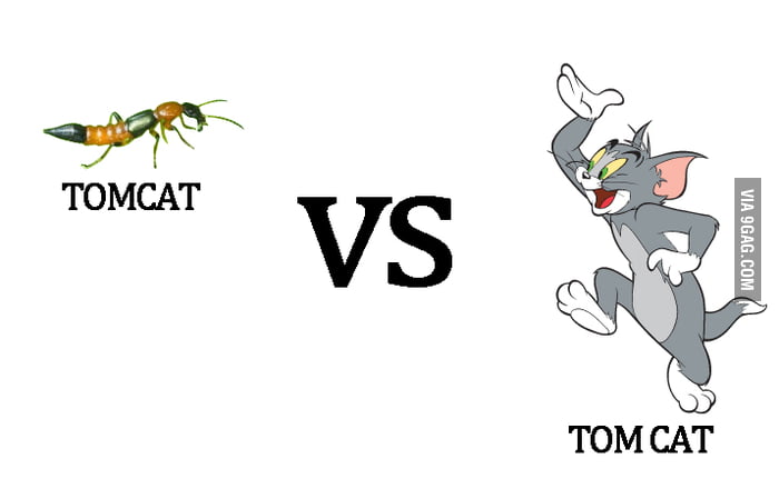 Tomcat vs Tom Cat - 9GAG