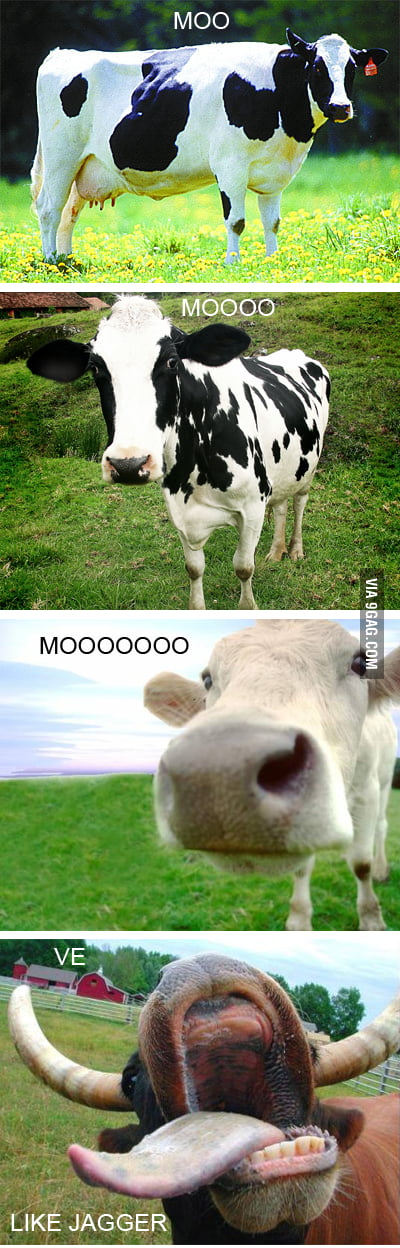 MOOO... - 9GAG