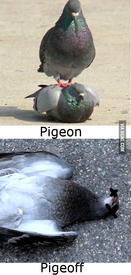 Pigeon - Pigeoff - 9GAG