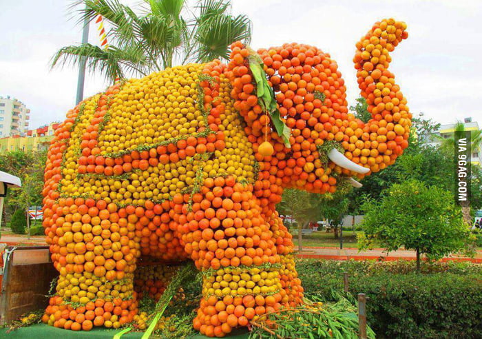 Fruit elephant - 9GAG