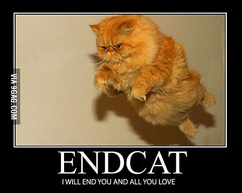 End Cat - 9GAG
