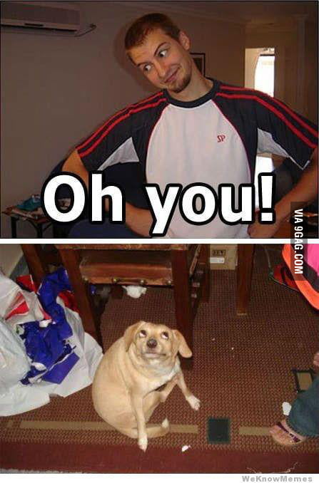 Bad dog! - 9GAG
