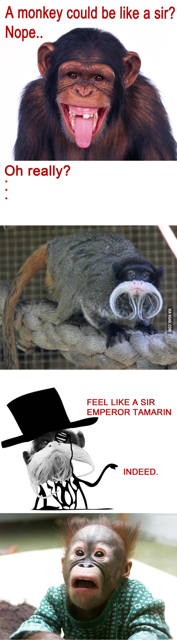 Just a stupid monkey... Wait... WHAT?! - 9GAG