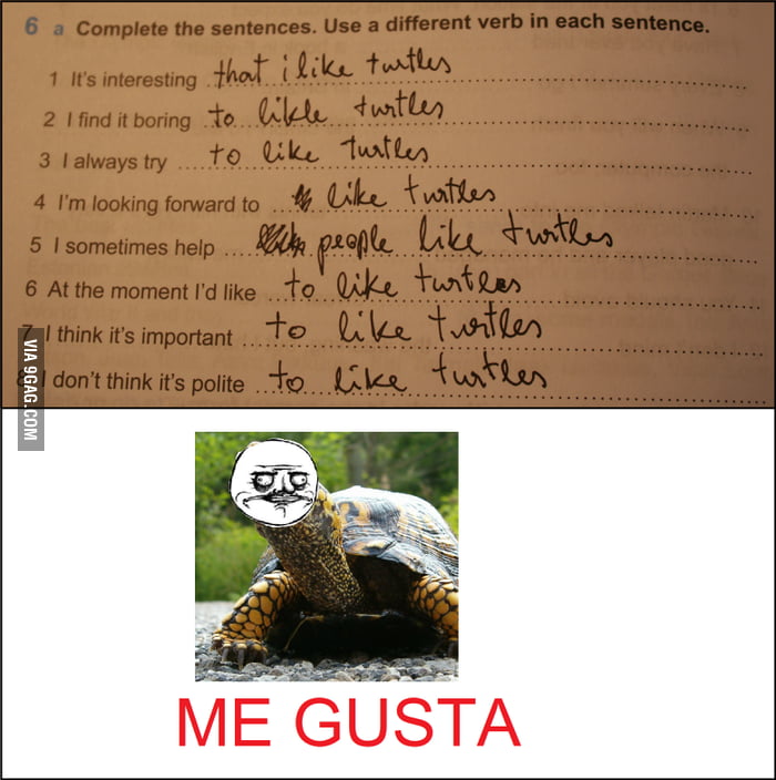 I like turtles - 9GAG