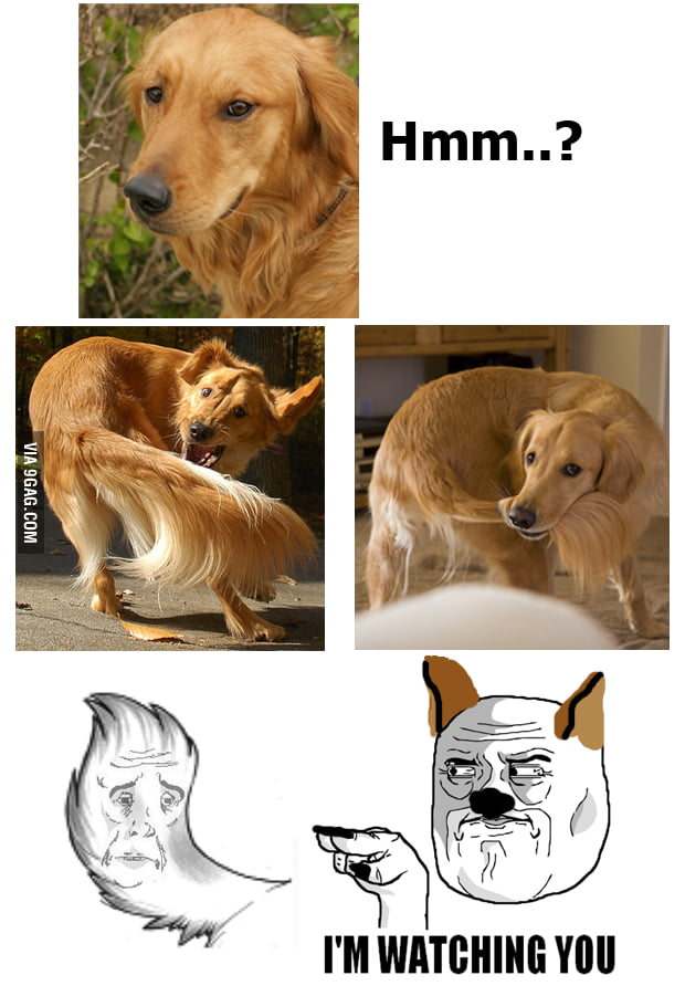 Just dogs - 9GAG