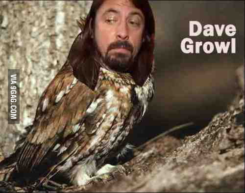 Dave GrOWL - 9GAG