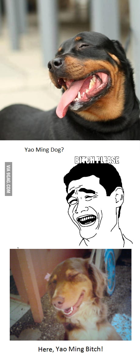 Yao Ming Dog? - 9GAG