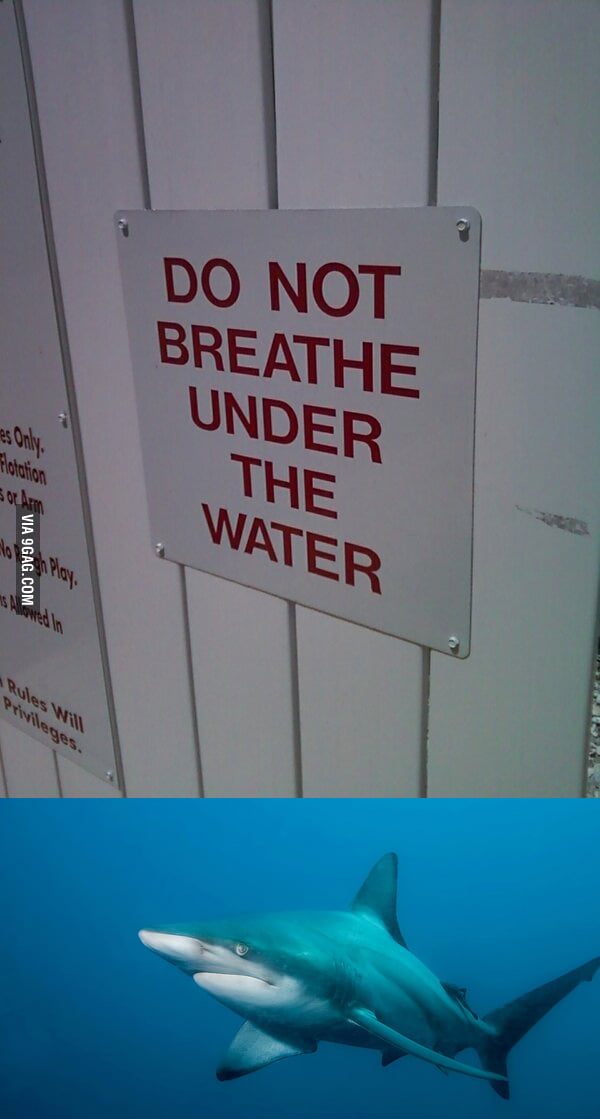 Sad shark is sad - 9GAG