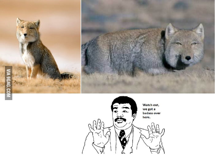 Serious fox is serious - 9GAG