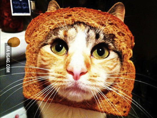 Breading cats - 9GAG